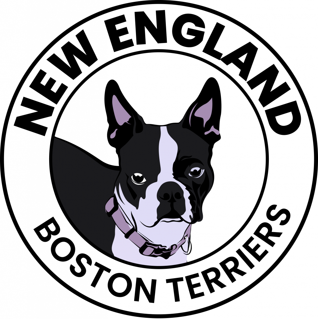 Meet Our Parents – New England Boston Terriers